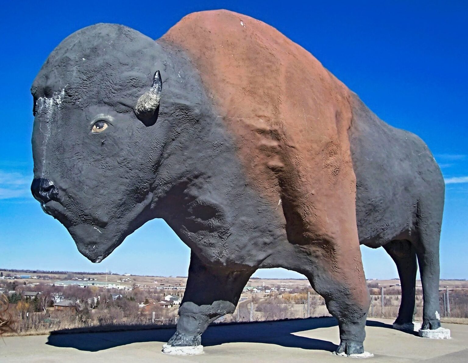 World's Largest Buffalo - WhiteClouds