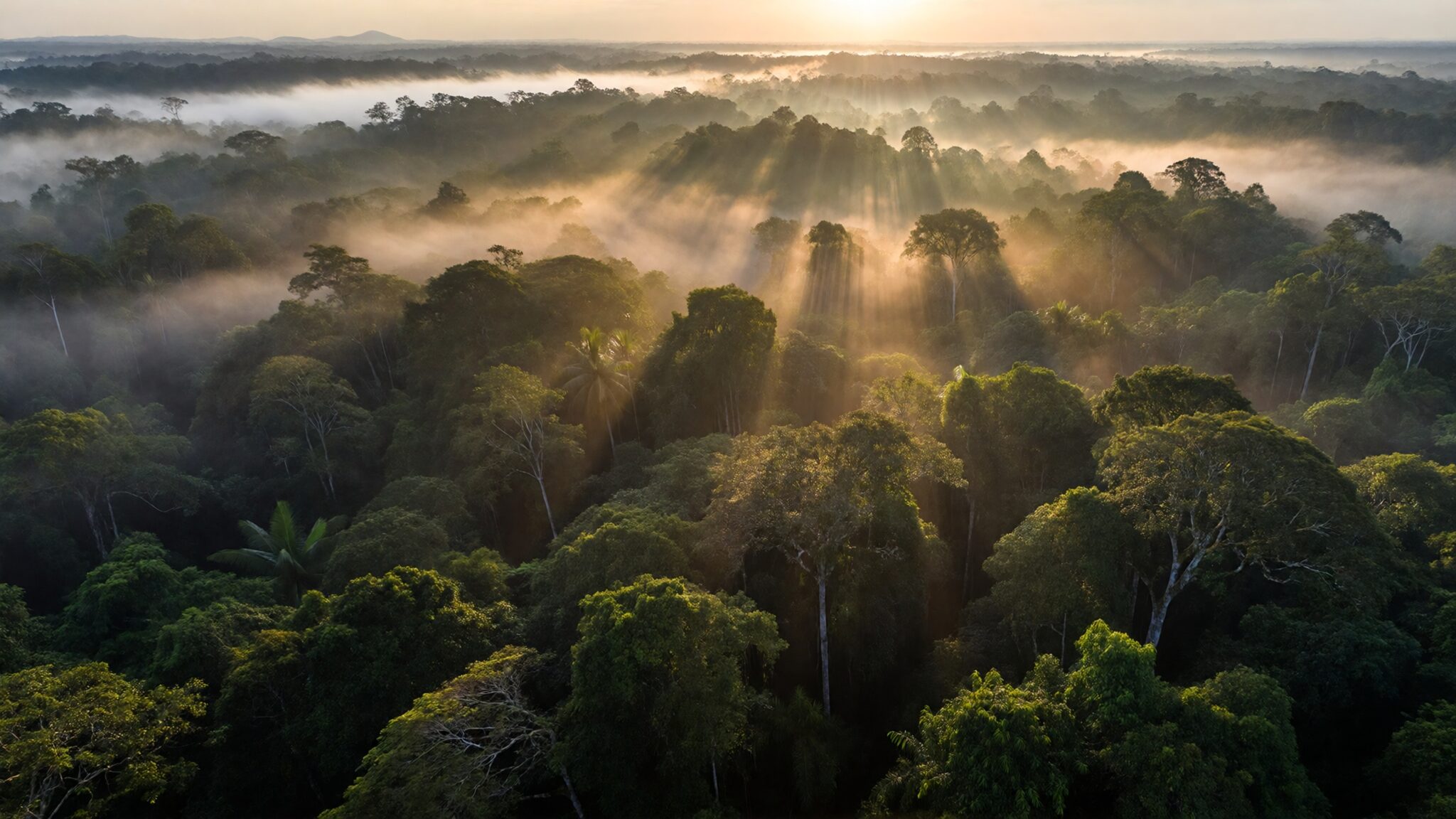 How Big Is The Amazon Rainforest? - WhiteClouds